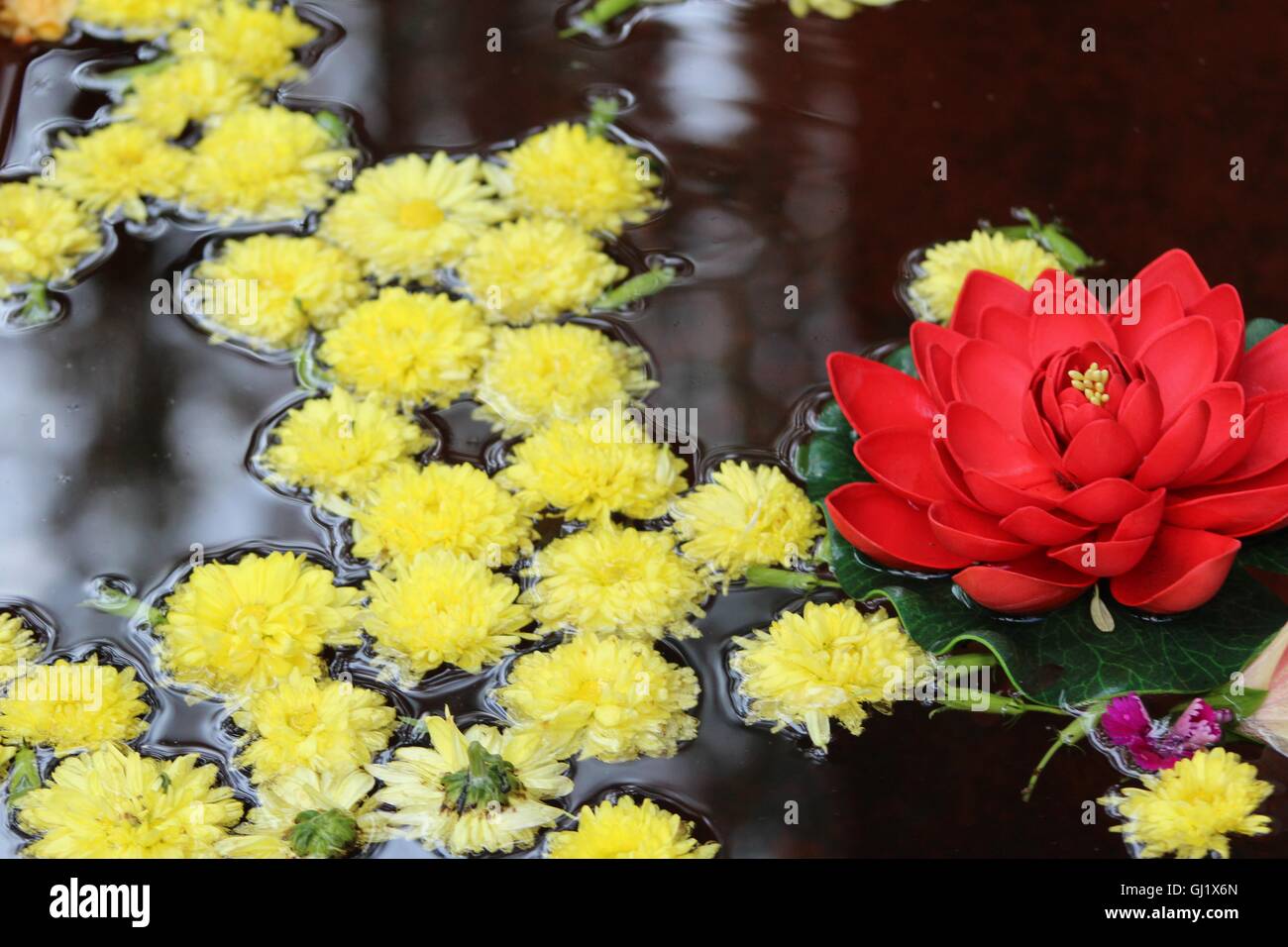 Red and yellow flower Stock Photo - Alamy