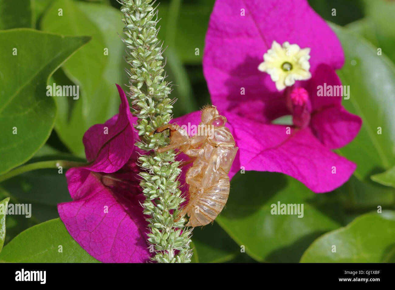 empty cicada shell or casing from a moulted cicada insect on ...