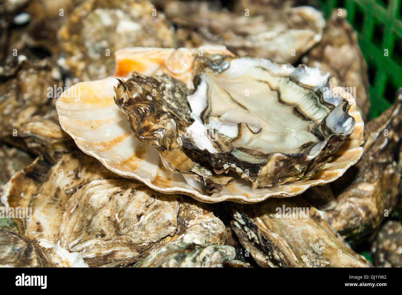 Straight from the shell hi-res stock photography and images - Alamy
