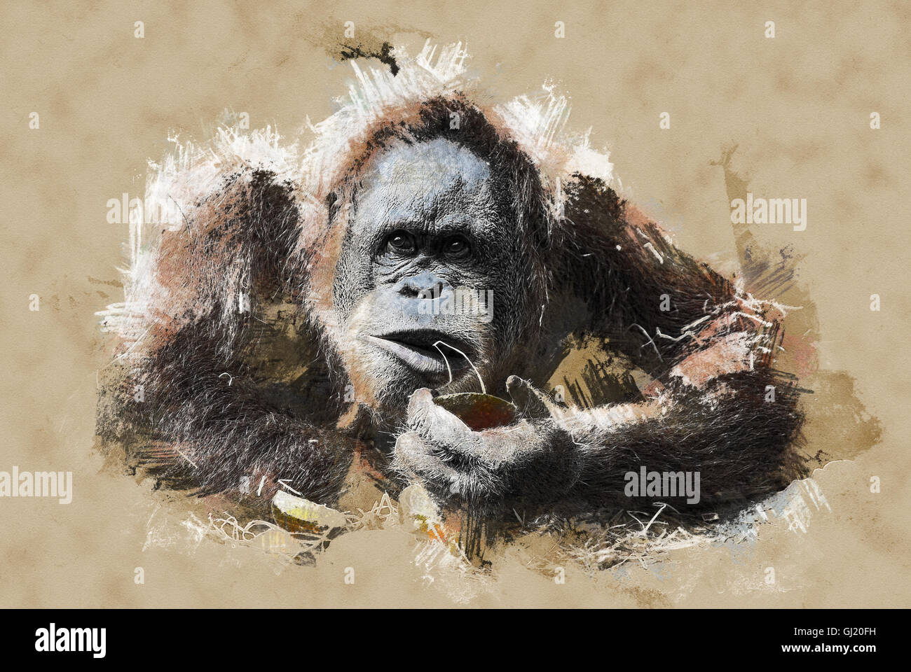 Big orangutan hi-res stock photography and images - Alamy