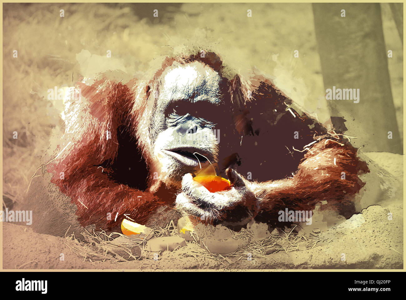 Big ape gesture hi-res stock photography and images - Alamy