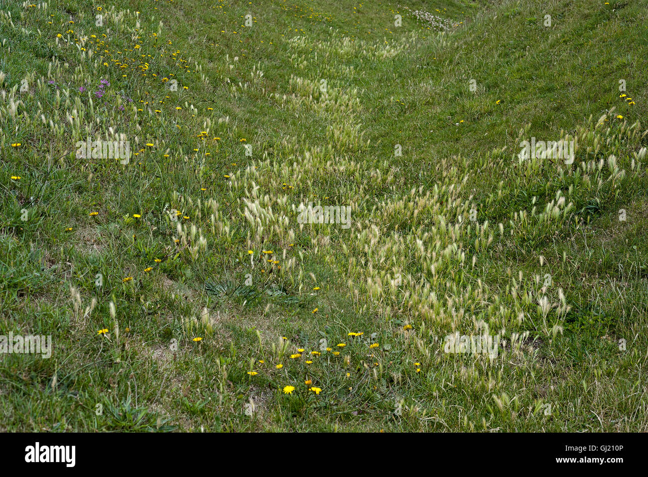 grass covered ditch Stock Photo - Alamy