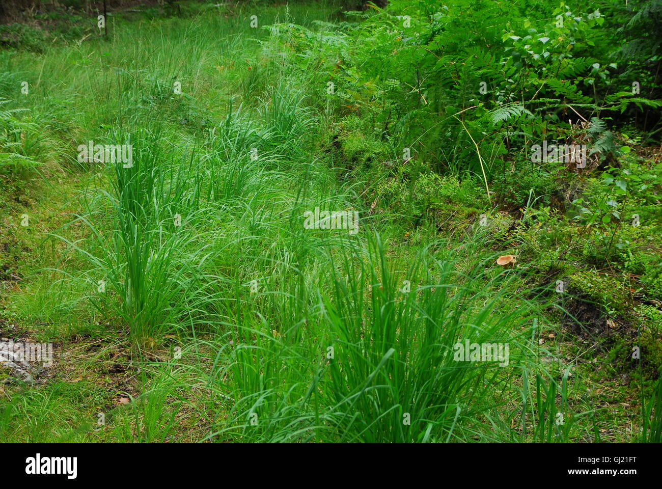 Forest grass, grass, green grass Stock Photo - Alamy
