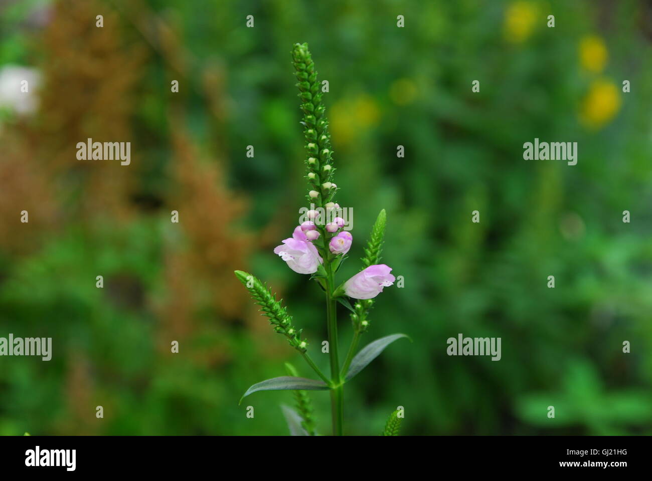Obedient plant, false dragonhead, physostegia virginiana Stock Photo ...