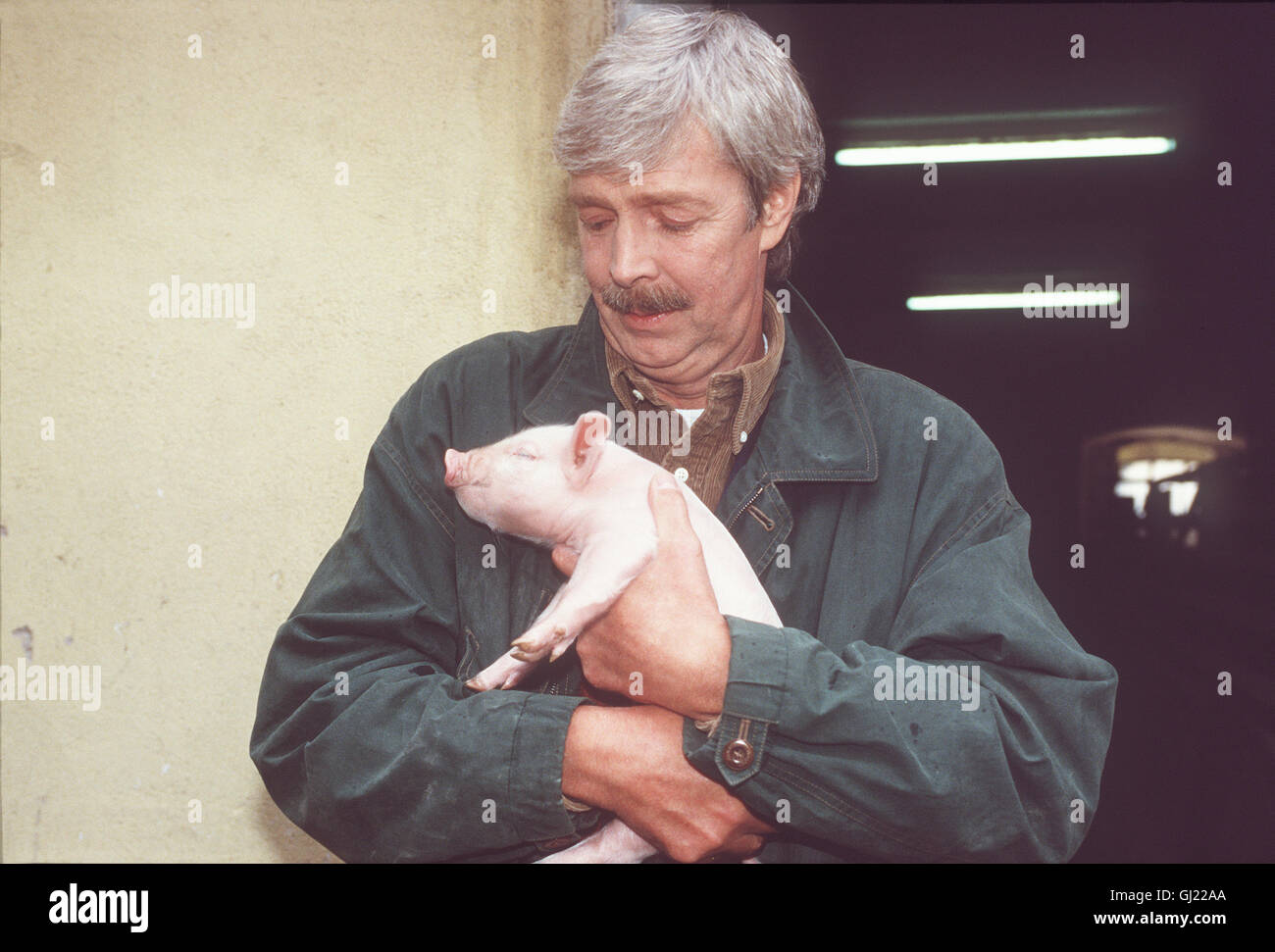 3 schweinepest hi-res stock photography and images - Alamy