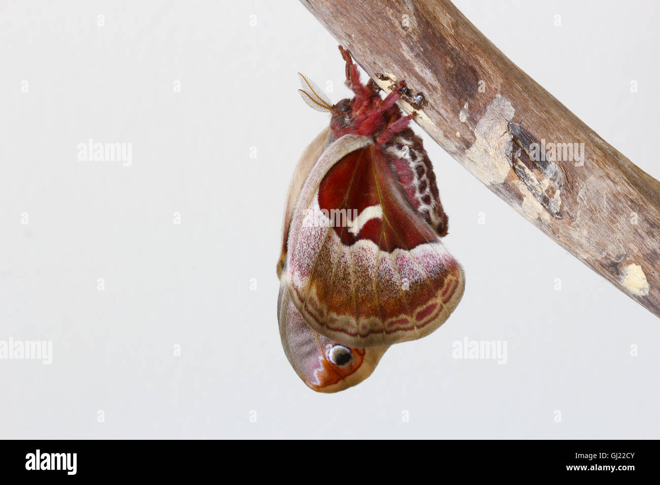 Promethea Moth Cocoon