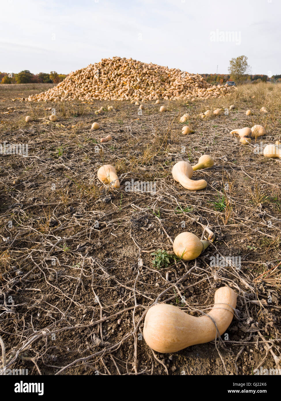 Butternut Squash pile in a field. A few squash still litter a field ...