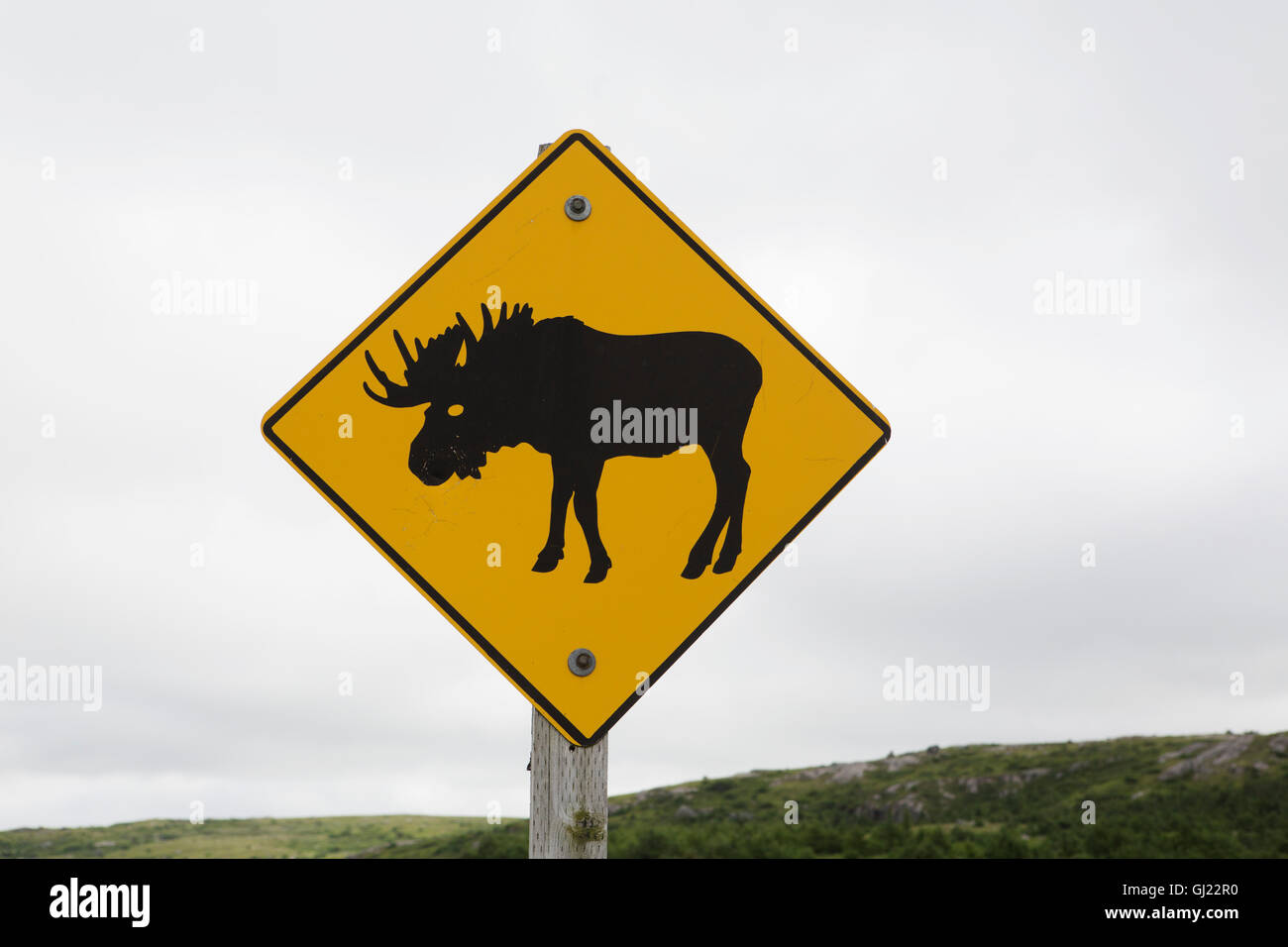 A traffic sign warns road users to be alert for moose outside in ...