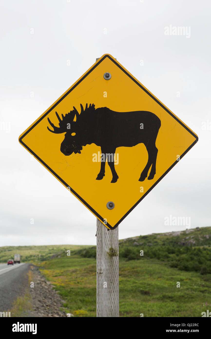 Newfoundland moose road sign hi-res stock photography and images - Alamy