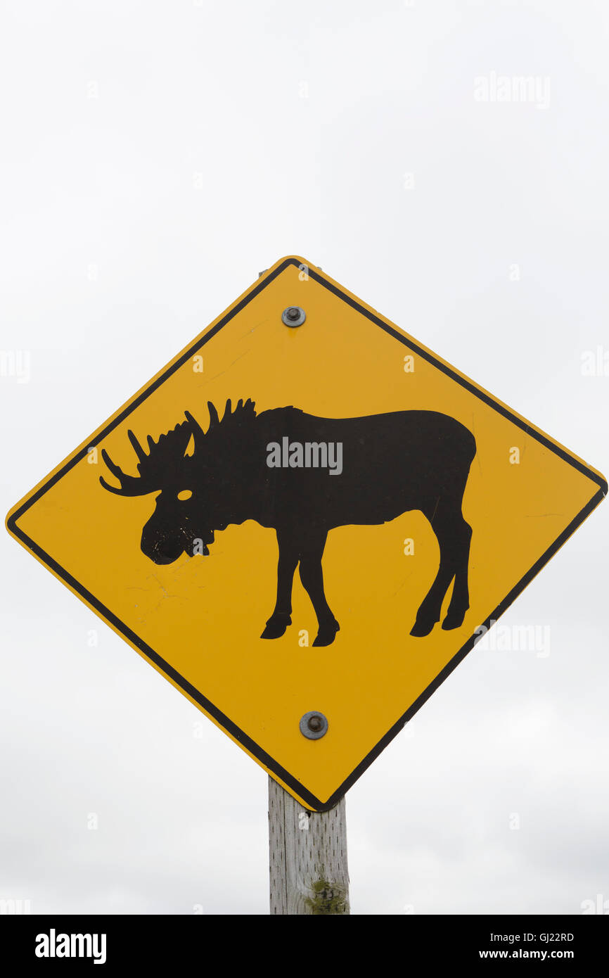 Moose canada hi-res stock photography and images - Alamy