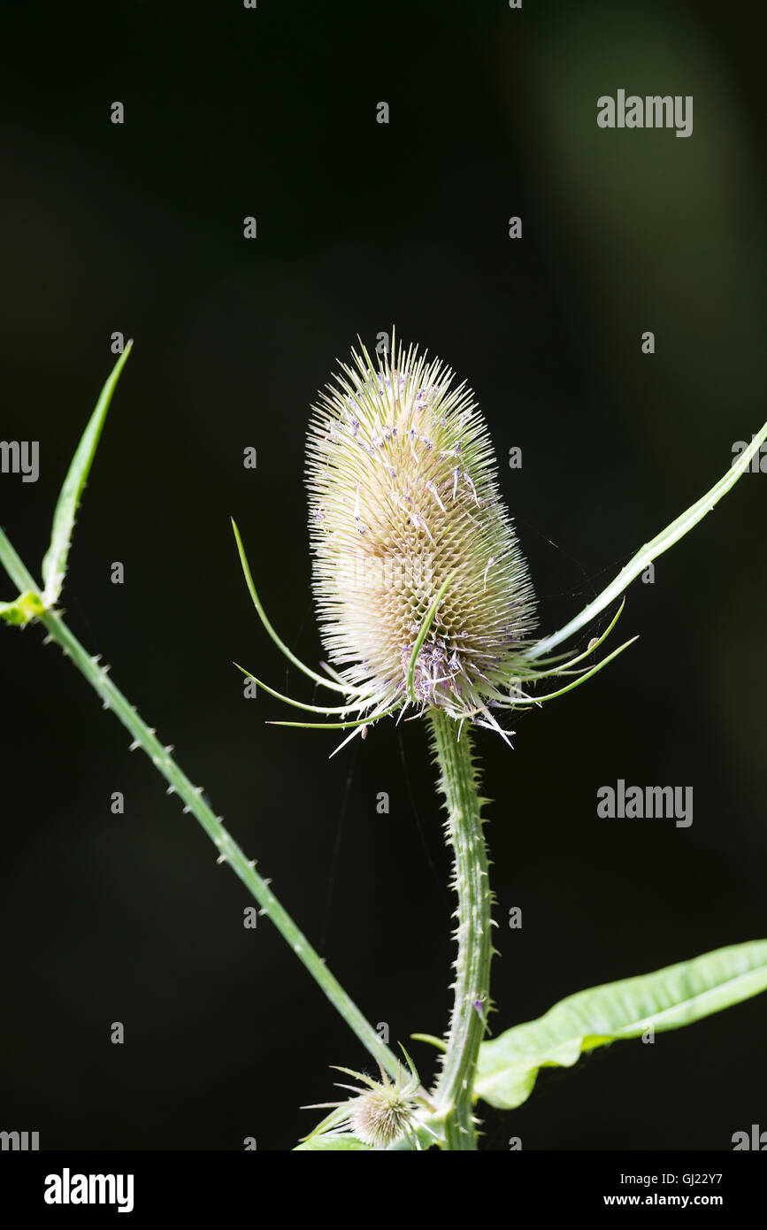 Teasel flower hi-res stock photography and images - Alamy