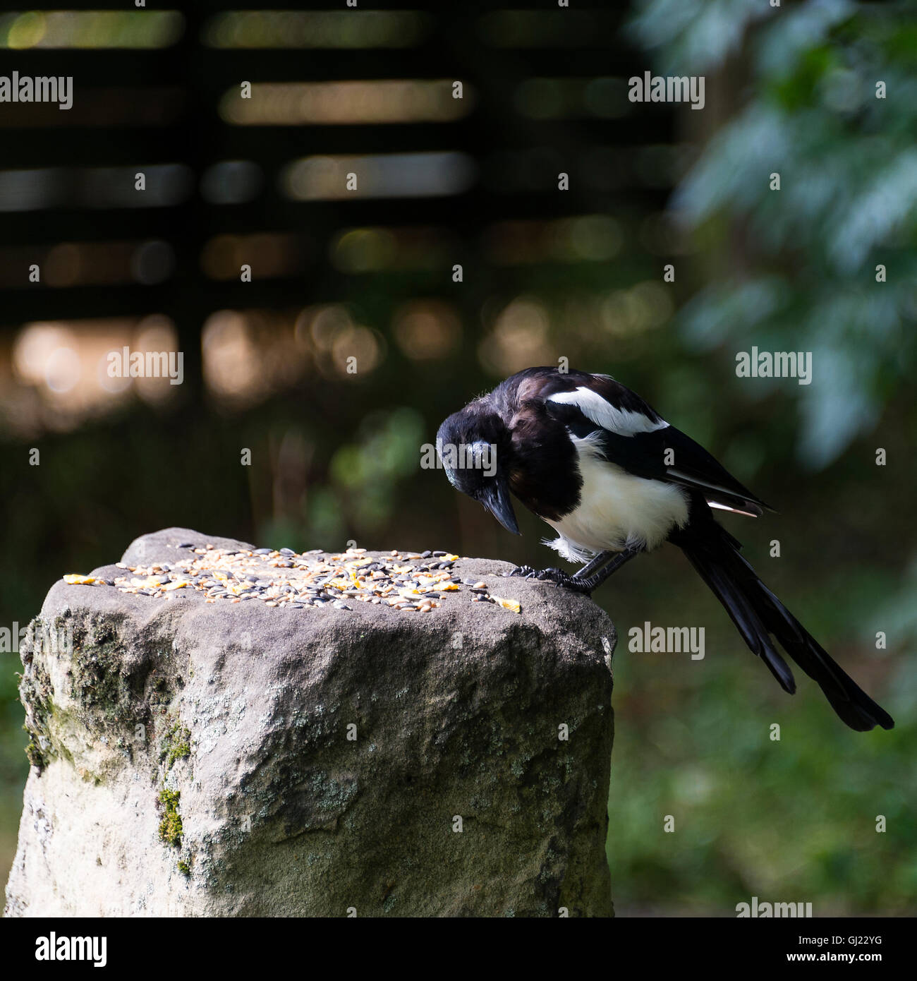A Magpie Feeding on Seed on a Rock in the Dearne Valley near Barnsley ...
