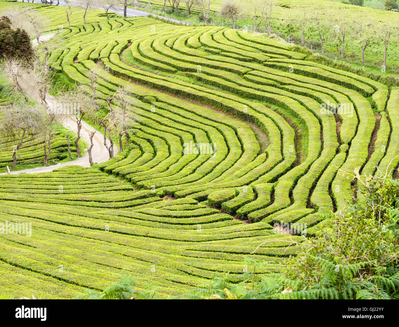 Curved Hedges High Resolution Stock Photography and Images - Alamy