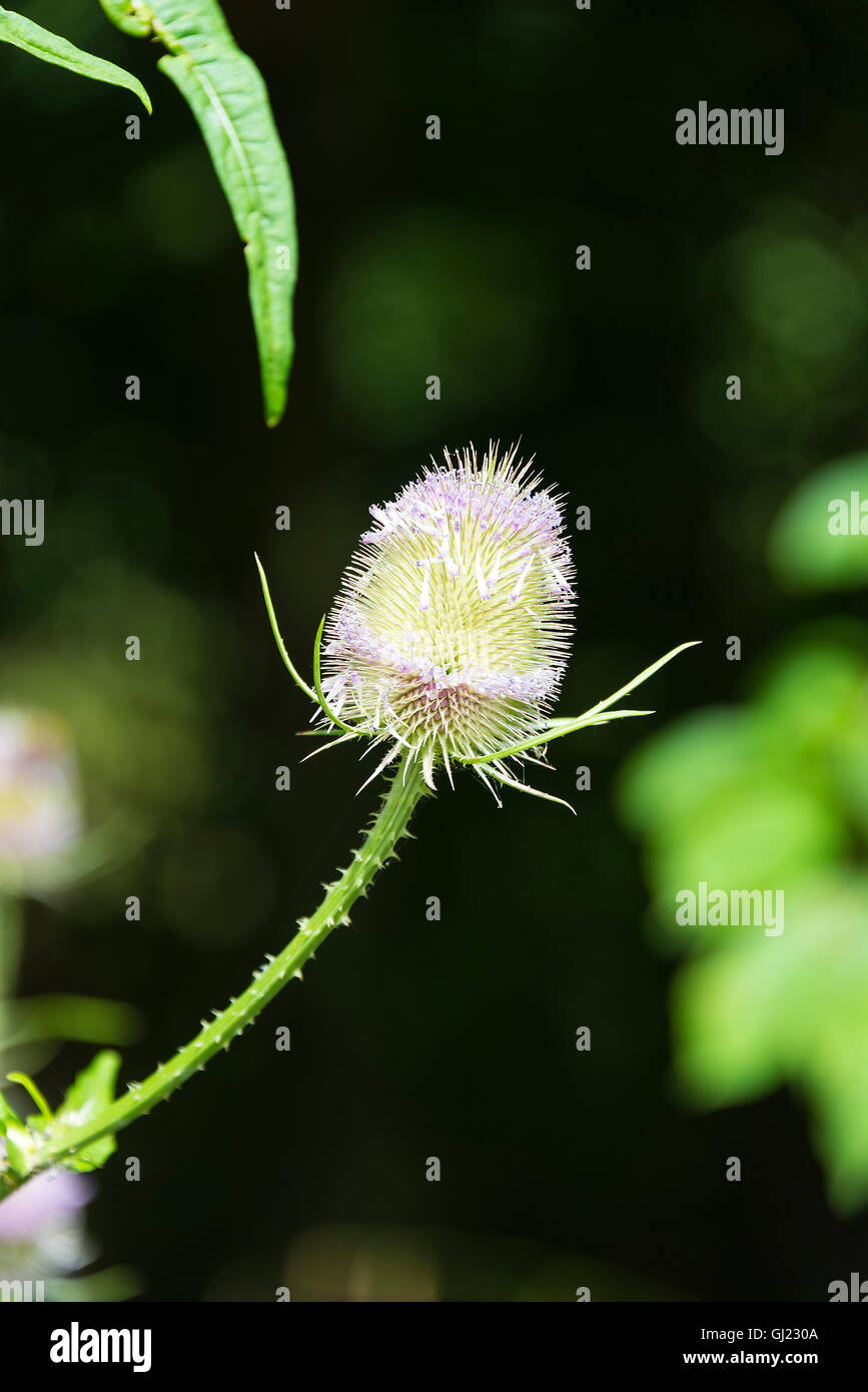 Teasel Uk Flower High Resolution Stock Photography and Images - Alamy
