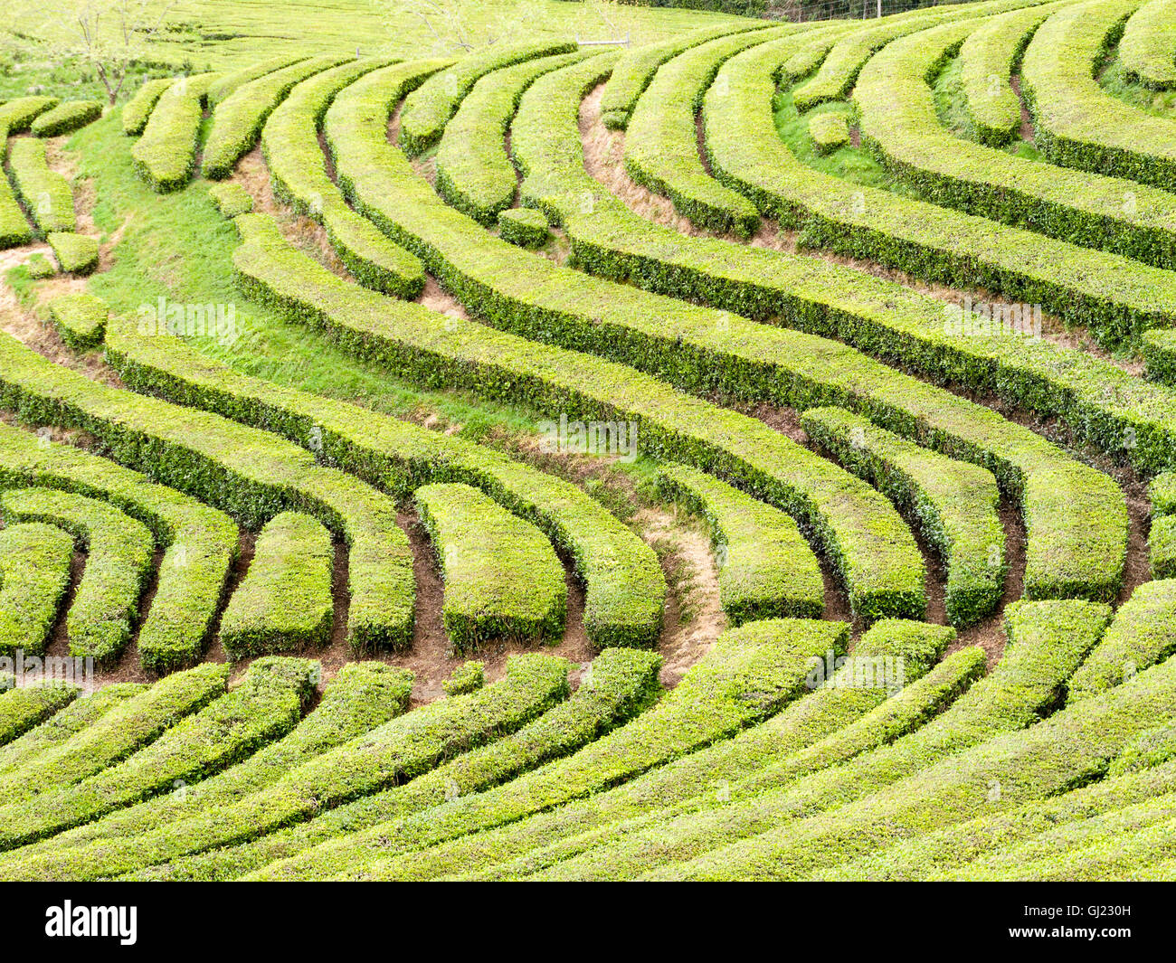 Curved Hedges High Resolution Stock Photography and Images - Alamy