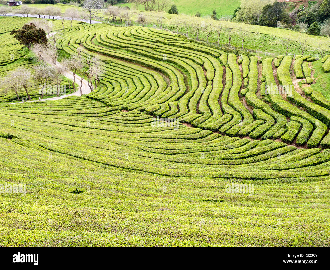 Hedges of tea plants pattern the hills. Contour hugging tea hedges ...