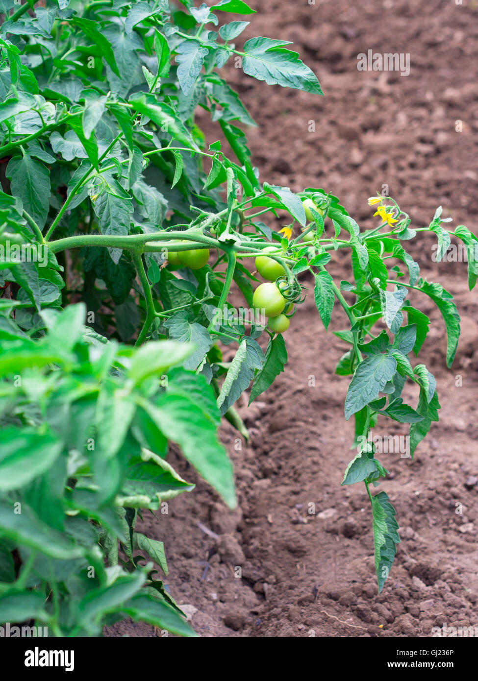 Garden bed growing red tomatoes hi-res stock photography and images - Alamy