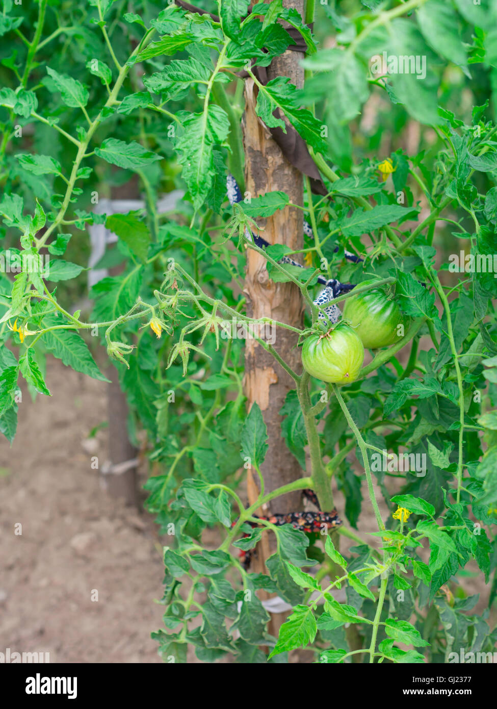Growing tomato hi-res stock photography and images - Alamy