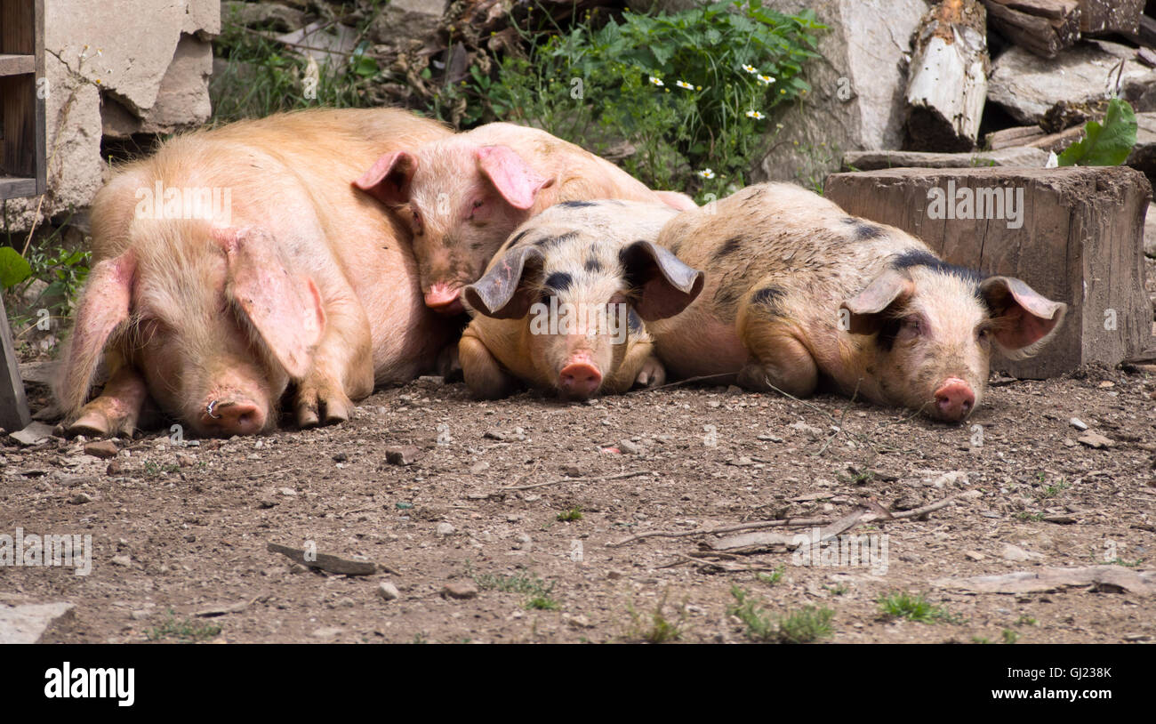 Pigs feeder hi-res stock photography and images - Alamy