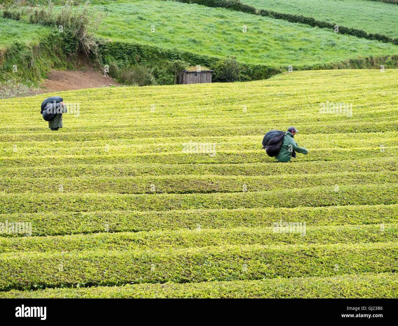 Harvesting Tea in the Azores: carrying. Two men carry large bags of ...