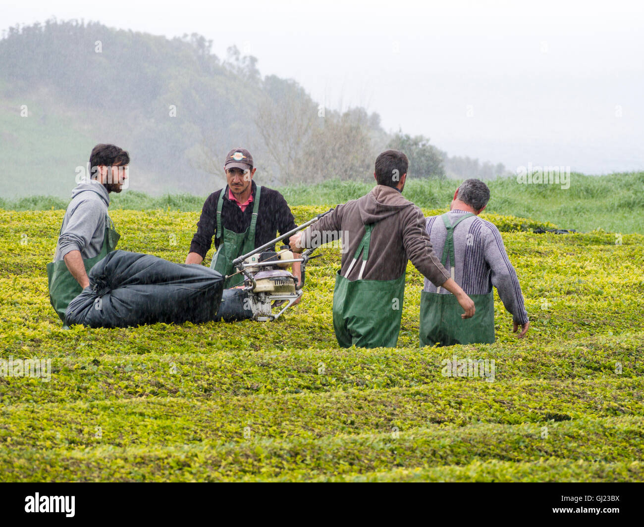 Green tea harvesting machine hi-res stock photography and images - Alamy