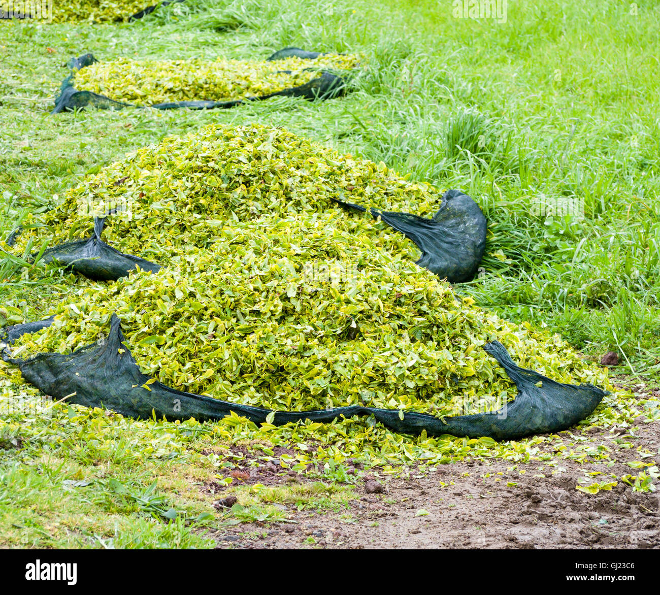 Freshly harvested Tea Leaves. Four large piles of freshly harvested tea ...