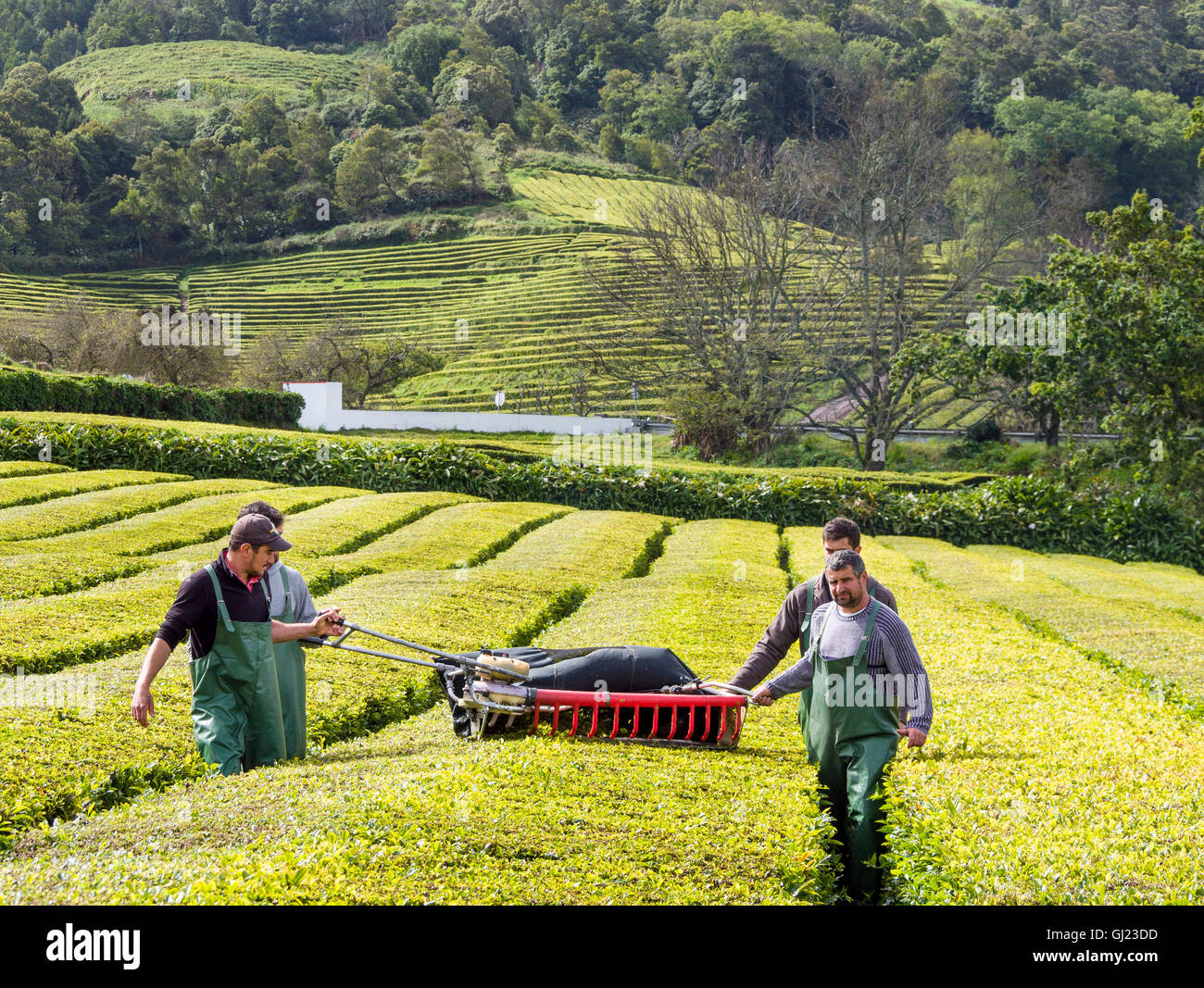 Green tea harvesting machine hi-res stock photography and images - Alamy