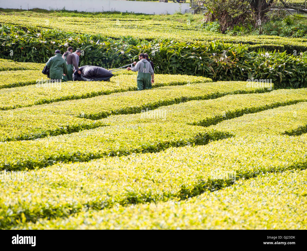 Green tea harvesting machine hi-res stock photography and images - Alamy