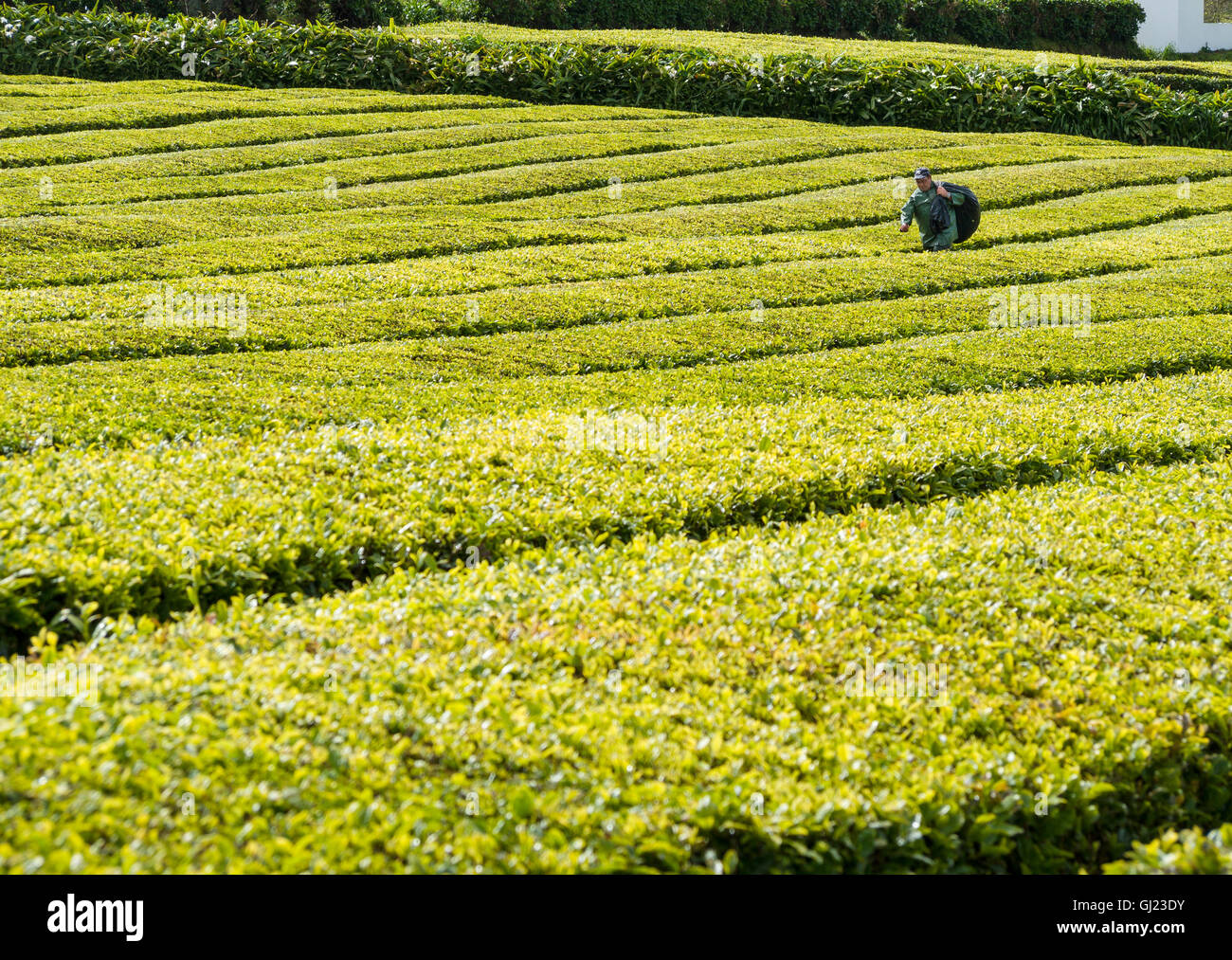 Harvesting Tea in the Azores: carrying. A single man walks a large sack ...