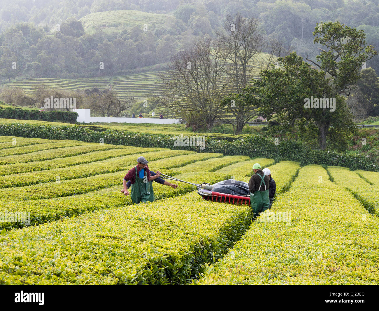 Harvesting Tea in the Azores: cutting. A team of tea harvesters ...