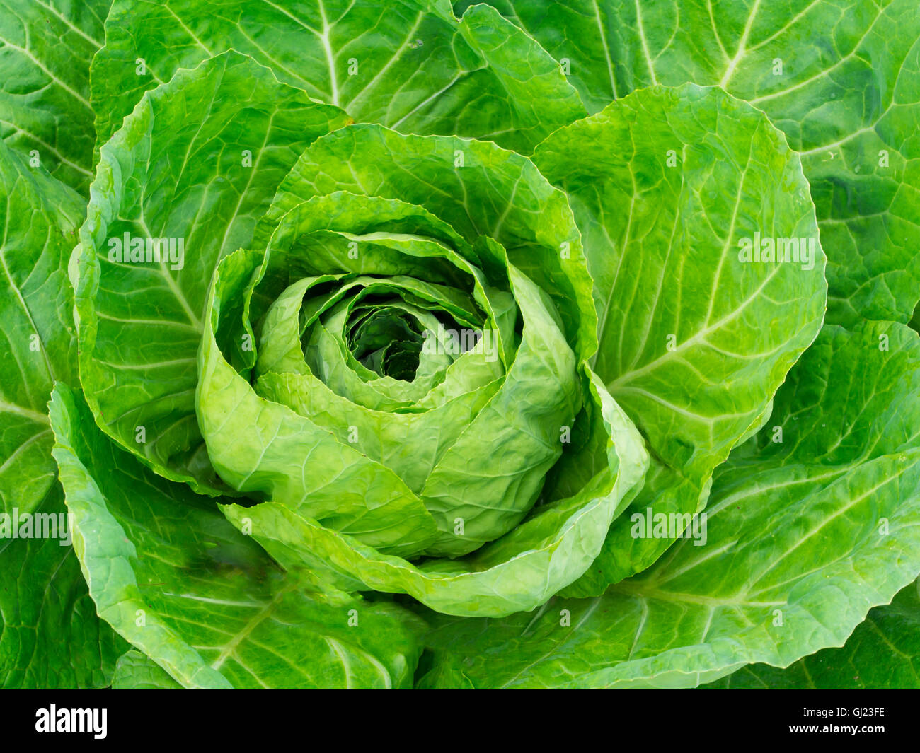 cabbage on the soil Stock Photo - Alamy