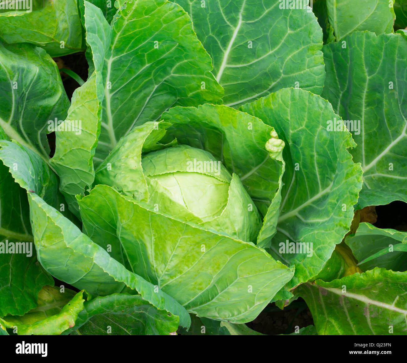 Cabbage agriculture hi-res stock photography and images - Alamy