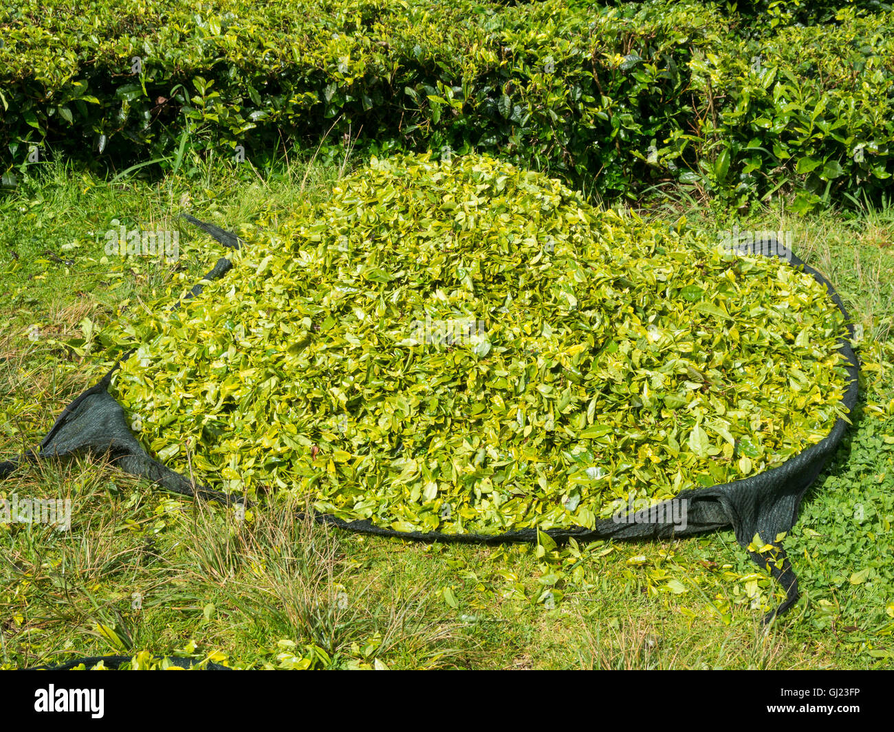 Freshly harvested Tea Leaves. Detail of a large pile of freshly ...