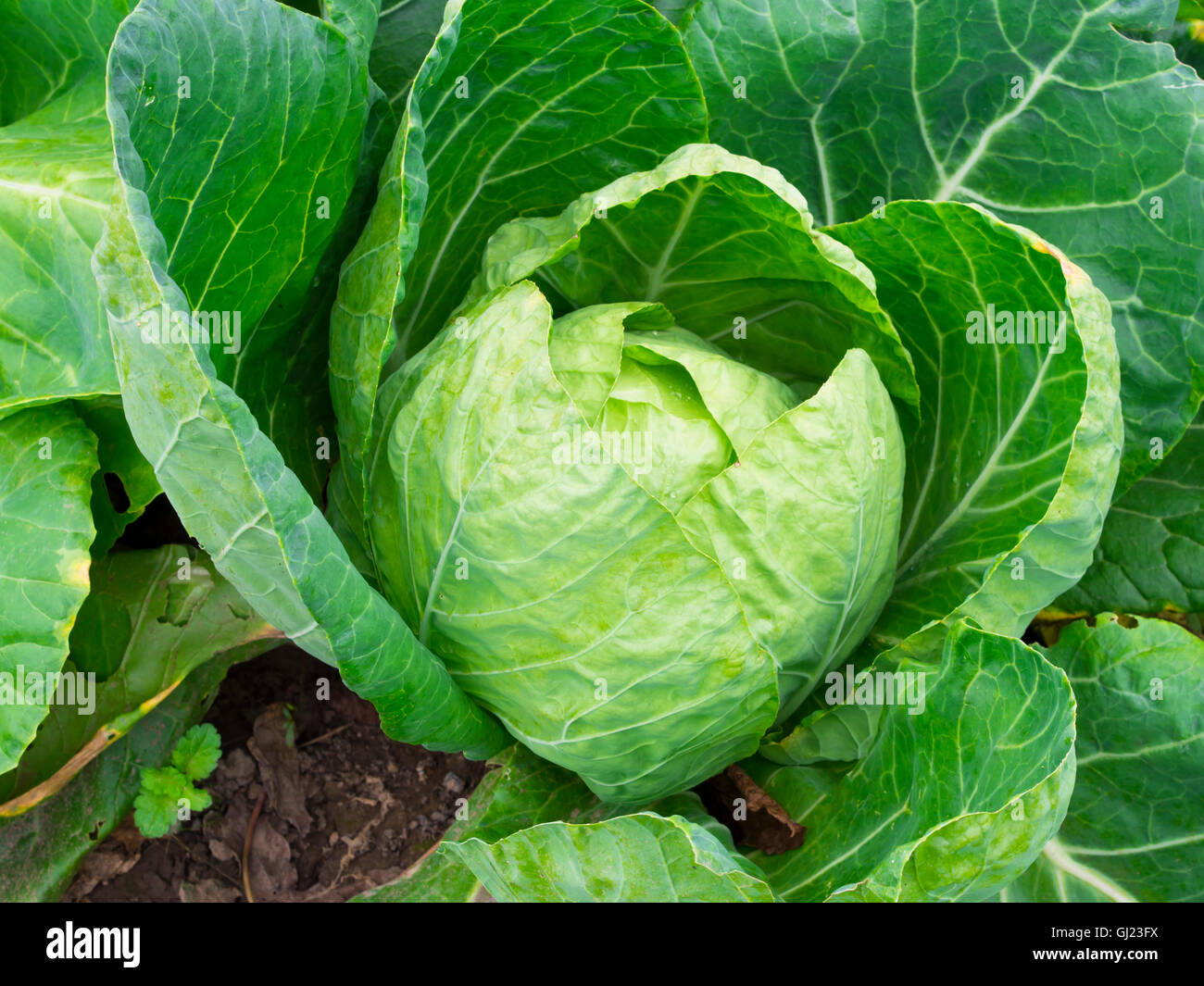 cabbage on the soil Stock Photo - Alamy