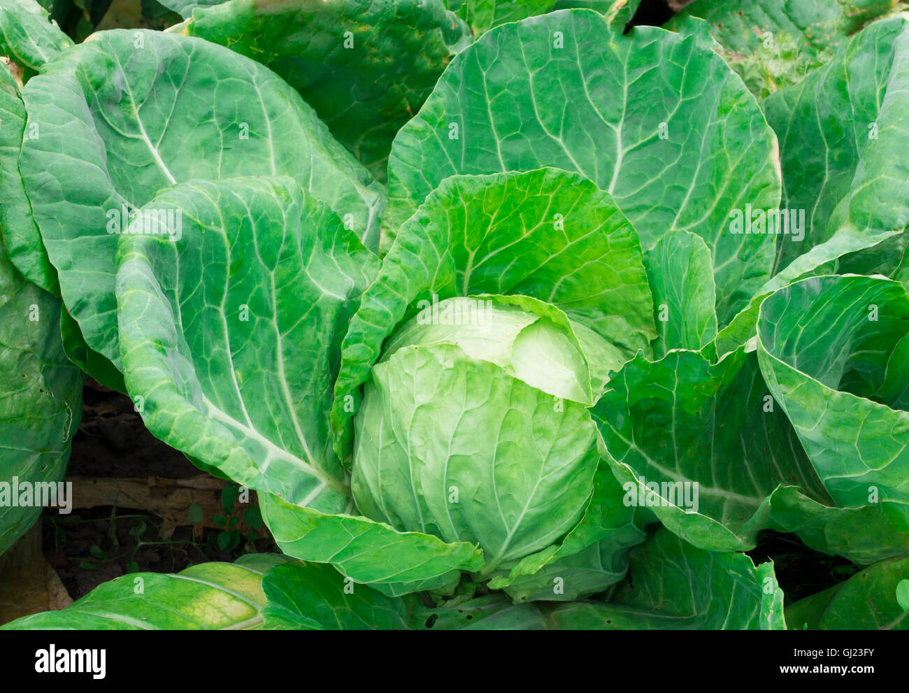 cabbage on the soil Stock Photo - Alamy