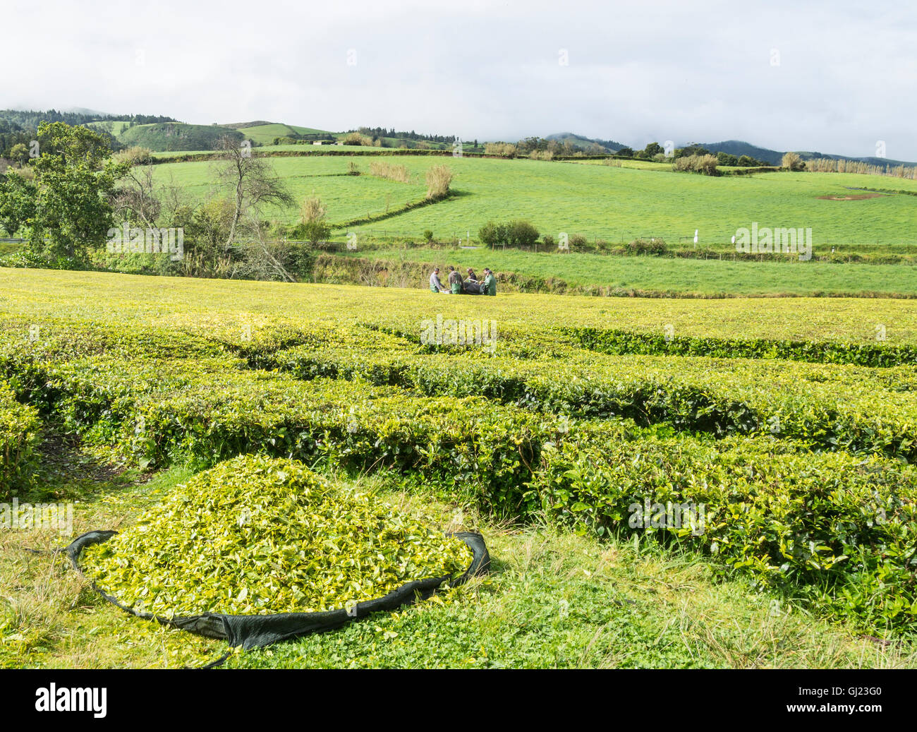Freshly harvested tea leaves with harvesters. A large pile of cut tea ...