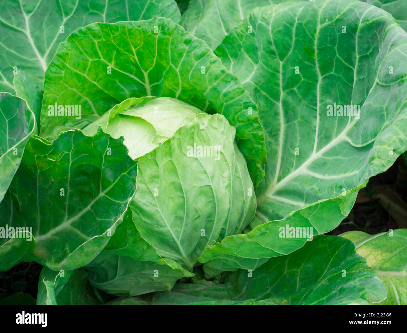 cabbage on the soil Stock Photo - Alamy