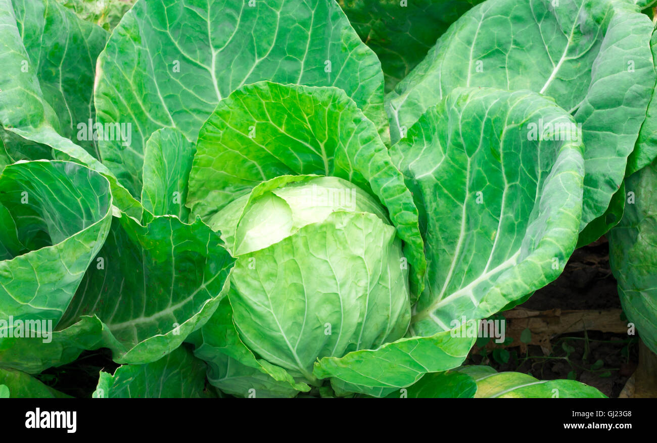 cabbage on the soil Stock Photo - Alamy