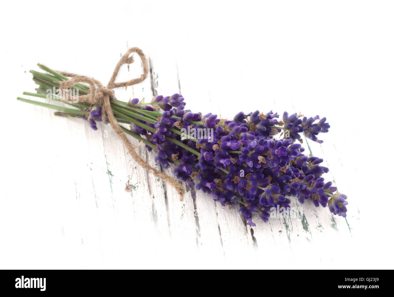 Plant of lavender Cut Out Stock Images & Pictures - Alamy