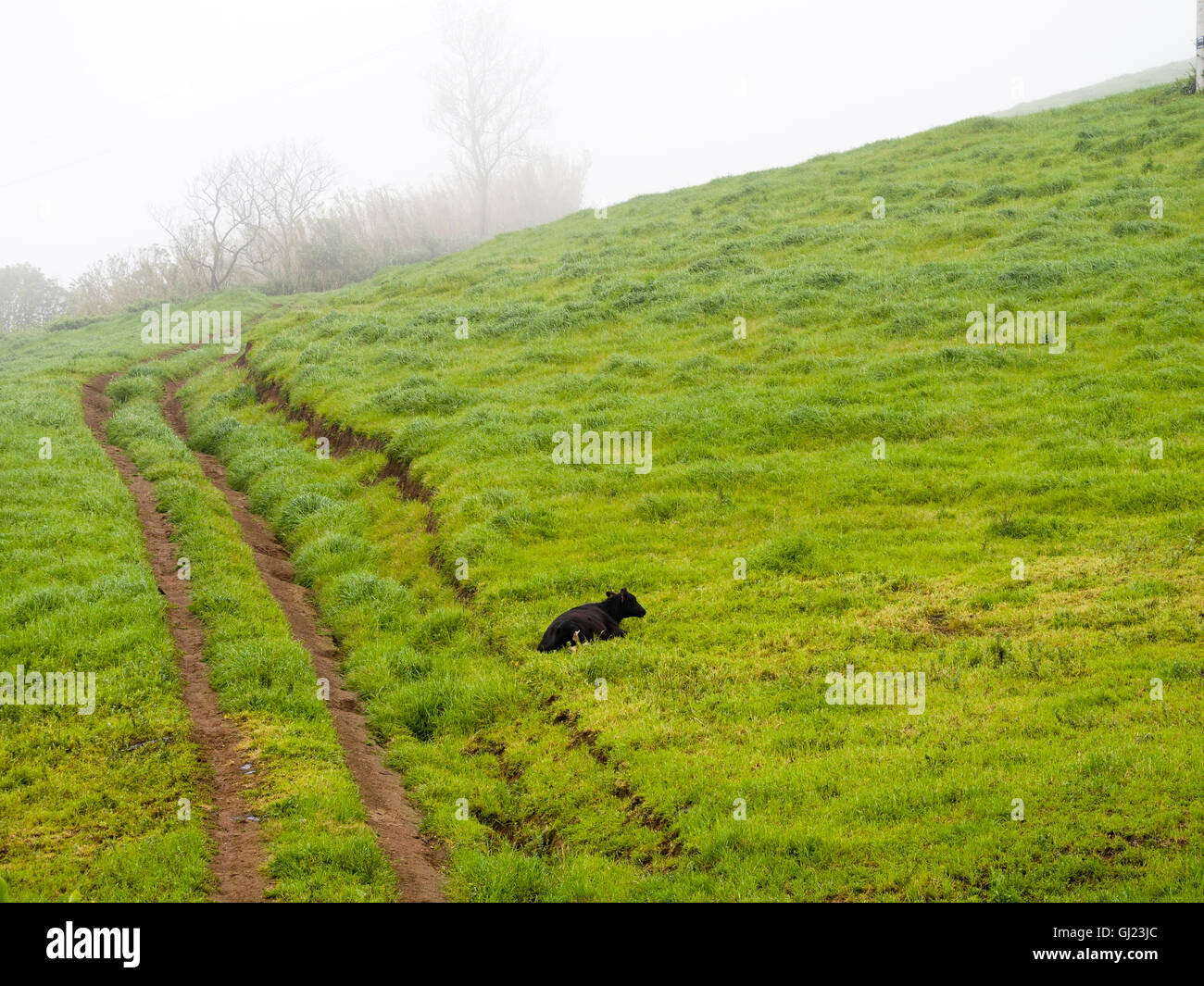 Rutted road with Black Cow. A rough path winds up into the fog beside a ...