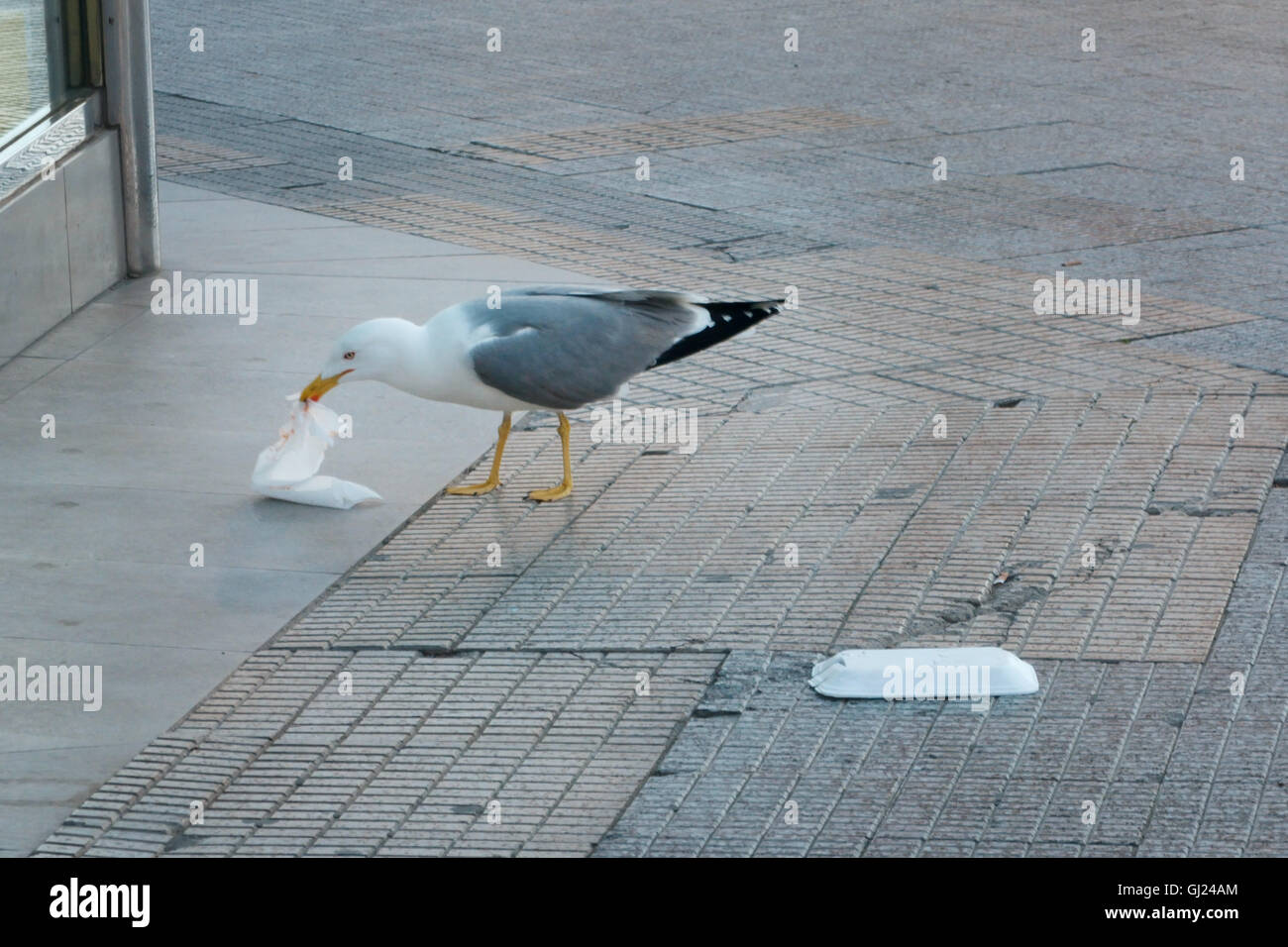 Seagull eat garbage in downtown Benidorm, Spain Stock Photo - Alamy