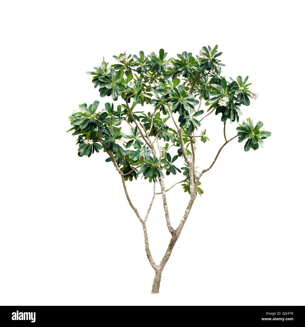 Single tree background hi-res stock photography and images - Alamy