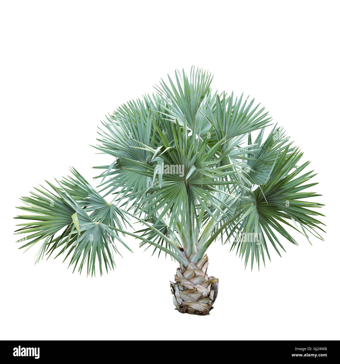 Single tree background hi-res stock photography and images - Alamy