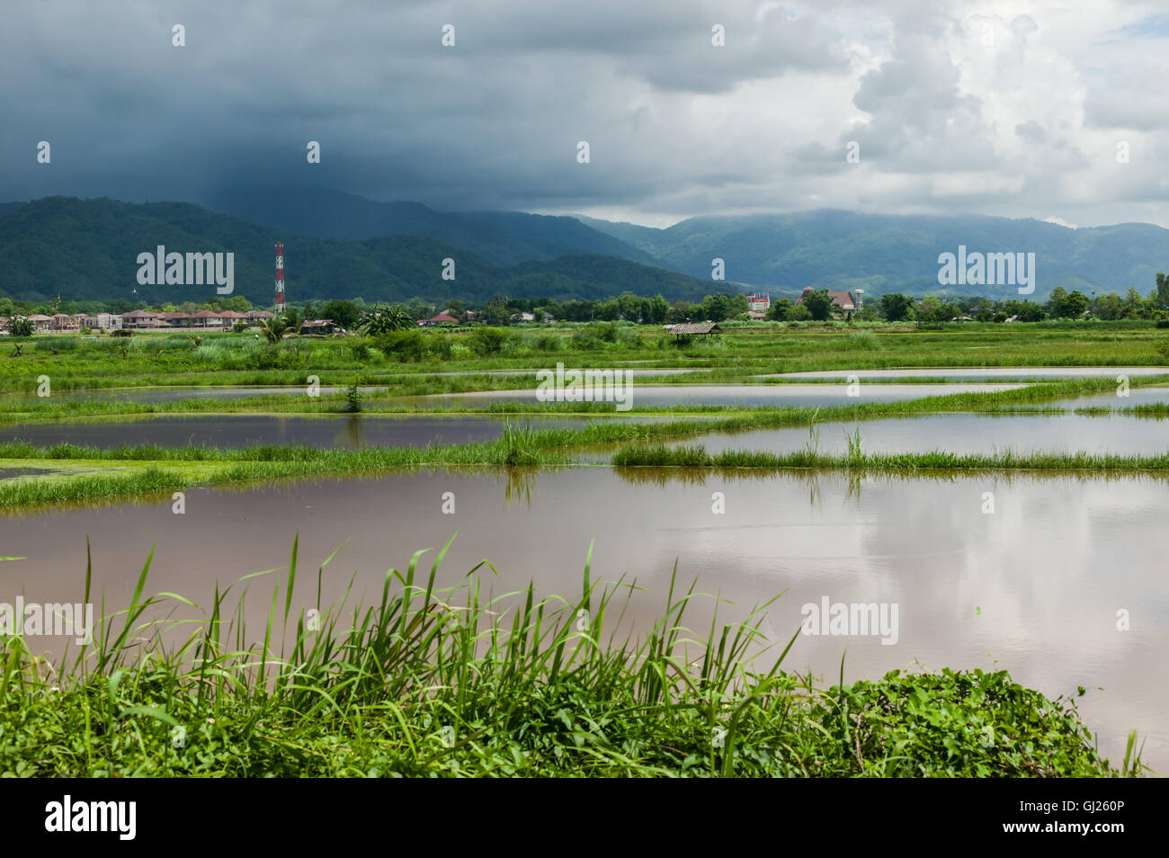 Chiang Rai, Thailand, landscape views of traditional rice paddy fields ...
