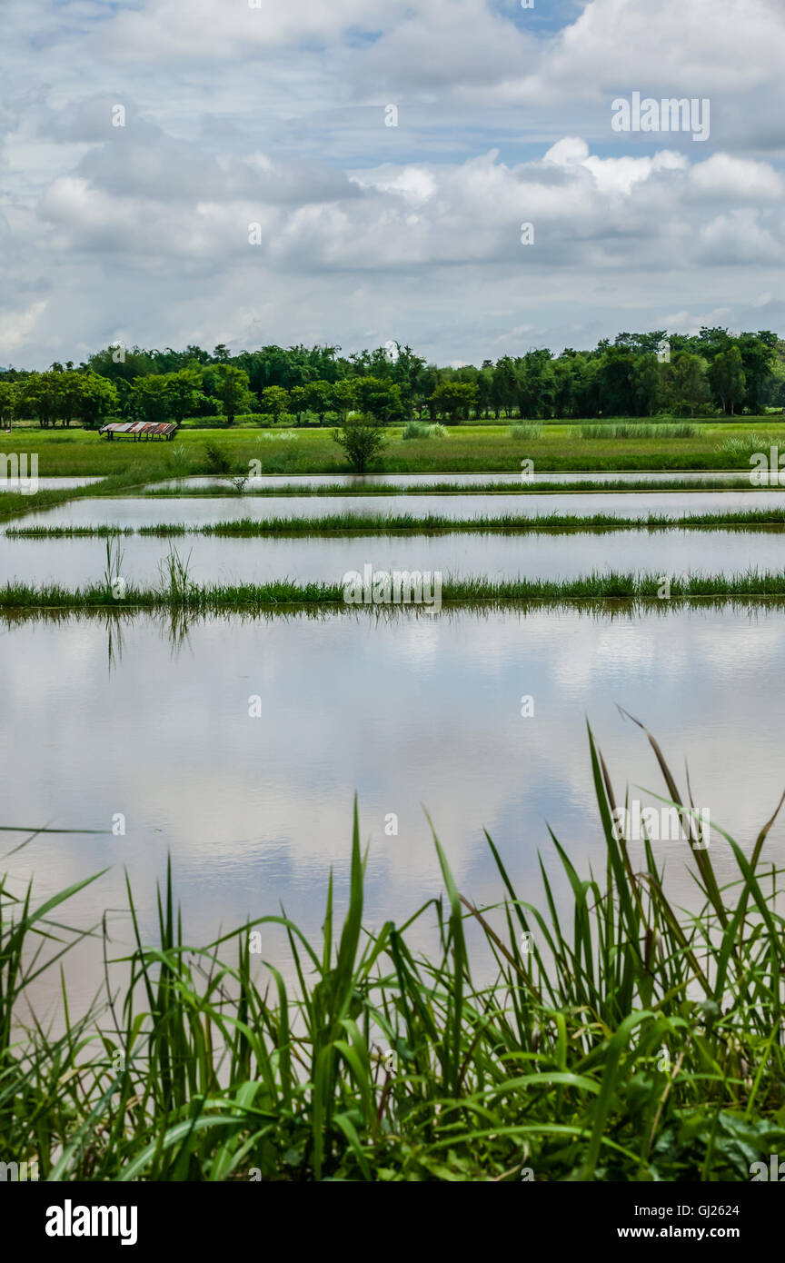 Chiang Rai, Thailand, landscape views of traditional rice paddy fields ...