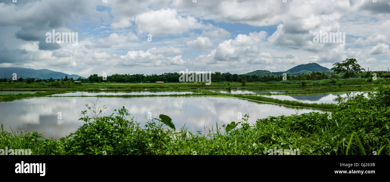 Chiang Rai, Thailand, Panoramic landscape views of rice paddy fields ...