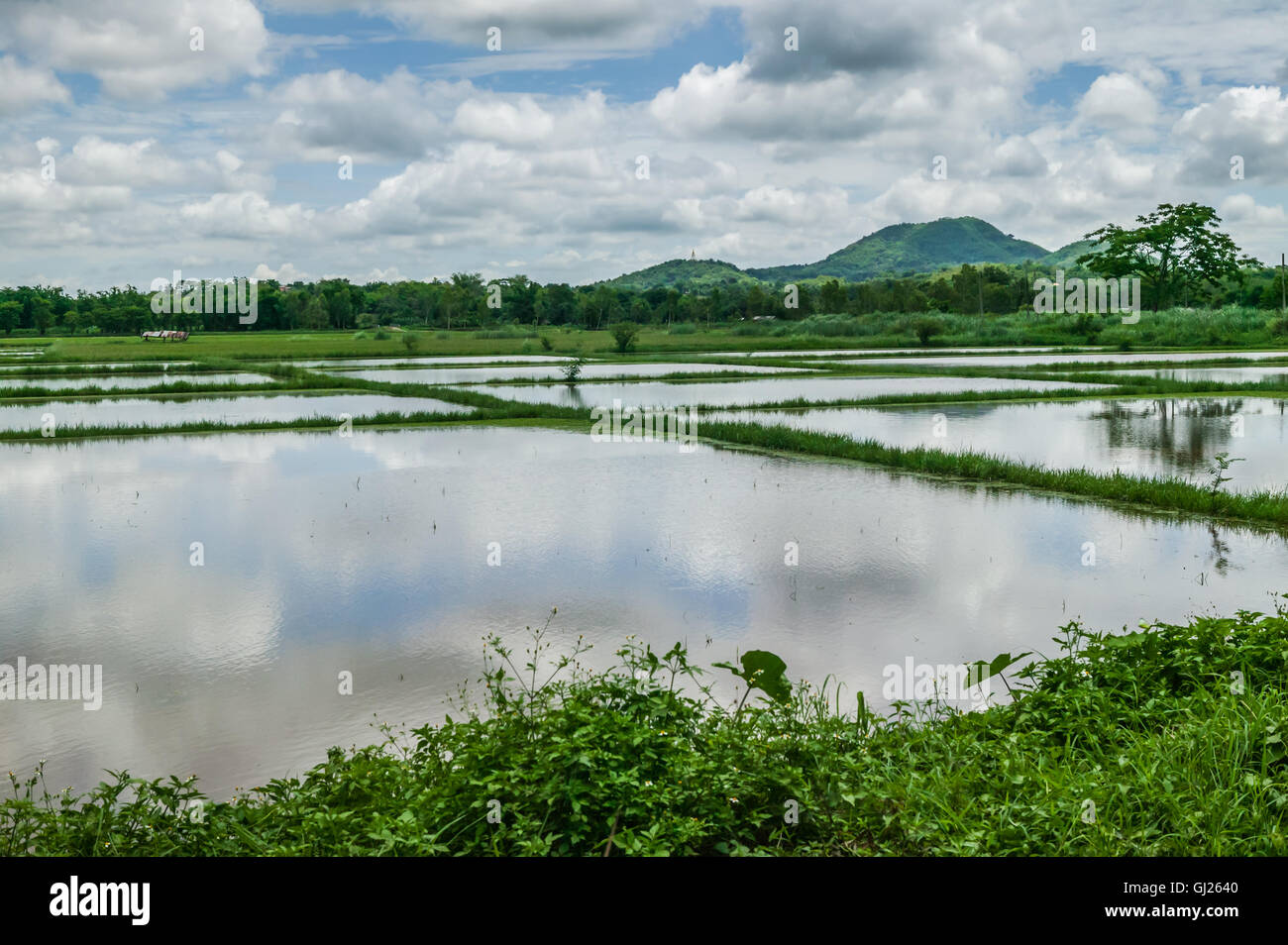 Chiang Rai, Thailand, rice paddy fields Stock Photo - Alamy