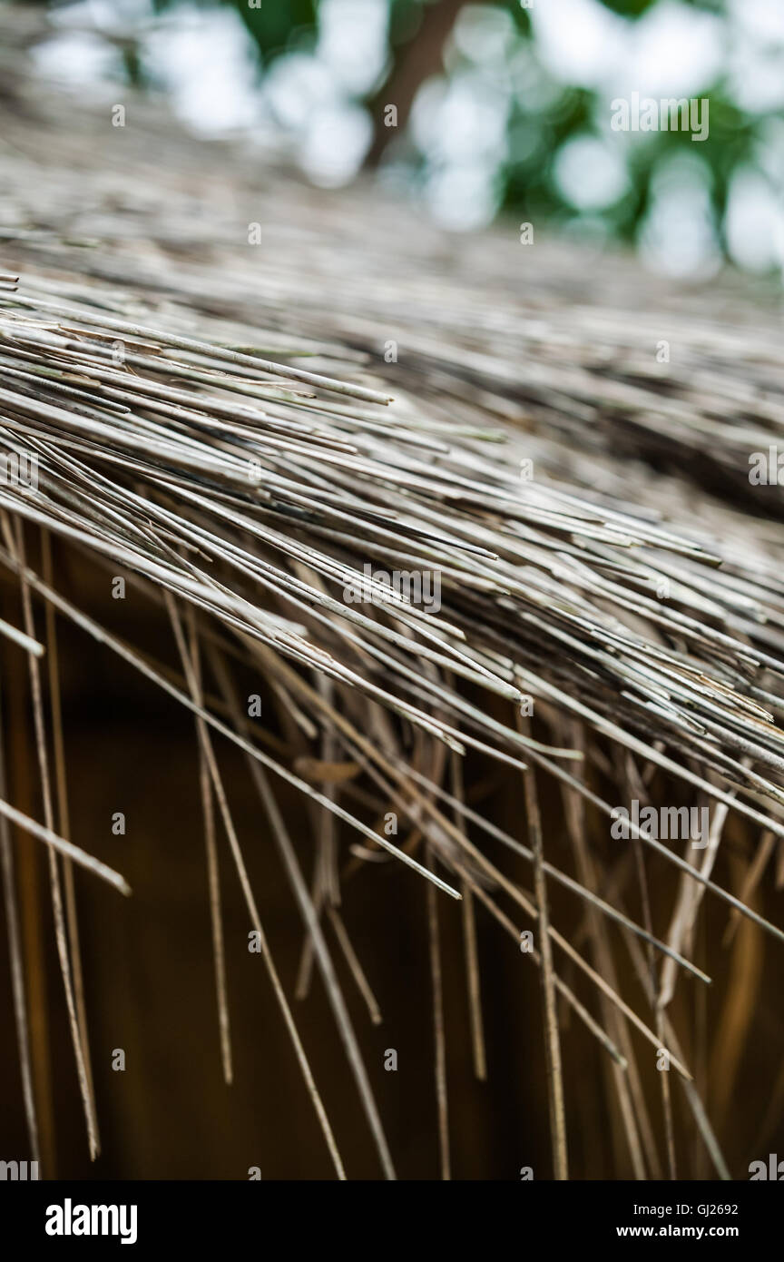 Chiang Rai, Thailand, Close-up detail of traditional straw thatch on ...