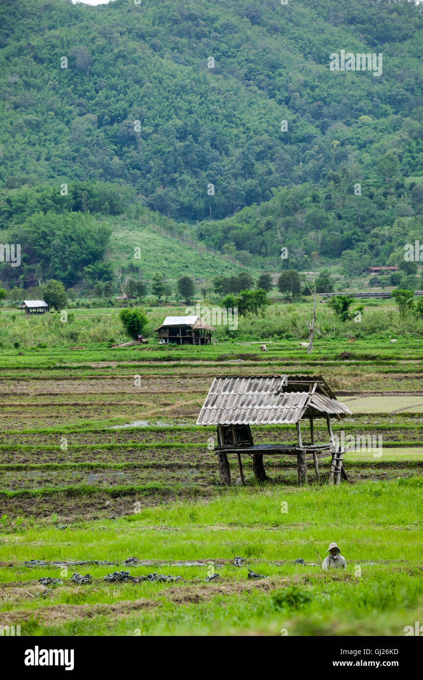 Chiang Rai, Thailand, Farmer working in rice paddy field Stock Photo ...