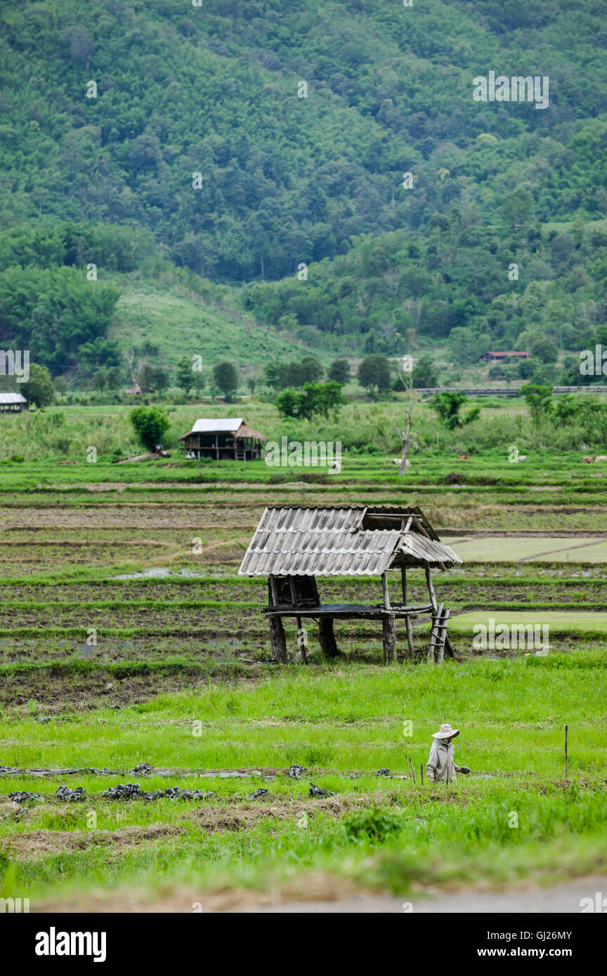 Chiang Rai, Thailand, Farmer working in rice paddy field Stock Photo ...